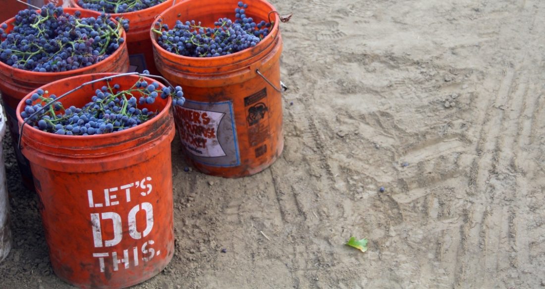 Why do Winemakers Foot Tread Grapes? - Folded Hills - Winery, Tasting ...