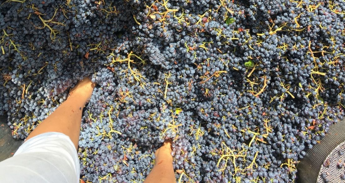 Why do Winemakers Foot Tread Grapes? - Folded Hills - Winery, Tasting ...